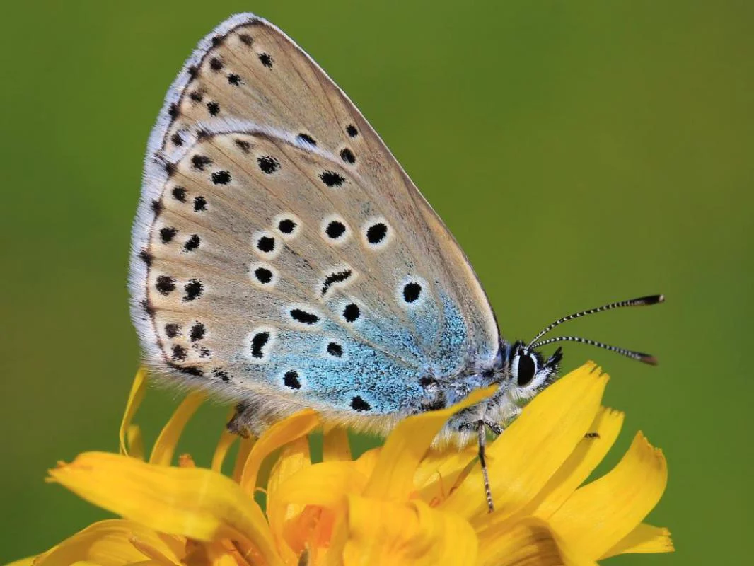 Large Blue Butterfly Flutters in Cotswolds for first time in 150 years ...
